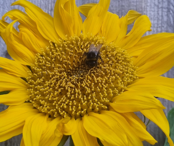 Sunflower initiative launched to support staff's wellbeing - Hywel Dda ...